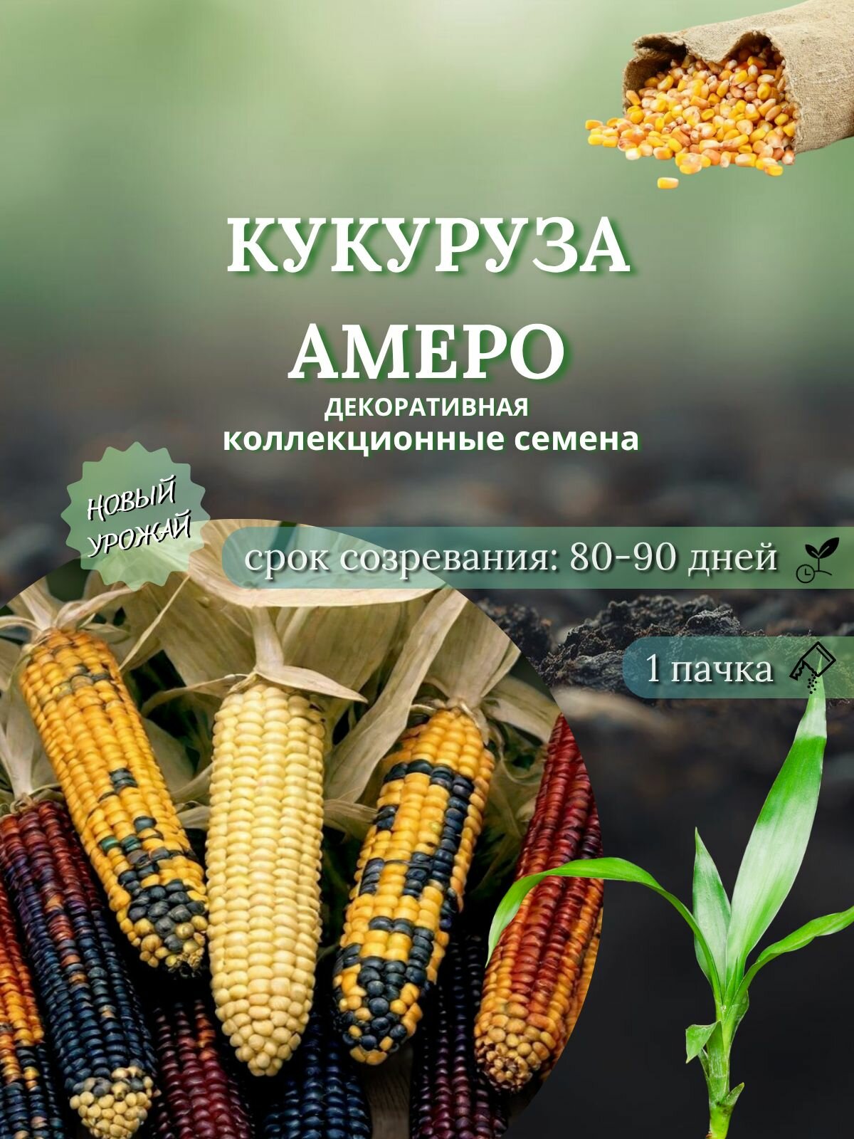 Кукуруза Амеро, коллекционные семена, 10 шт.