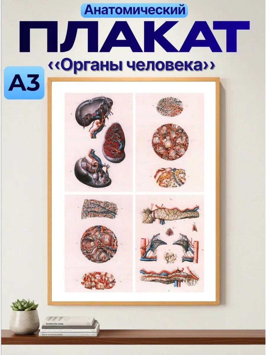 Постер медицинский, селезенка, органы человека, А3 анатомия, хирургия