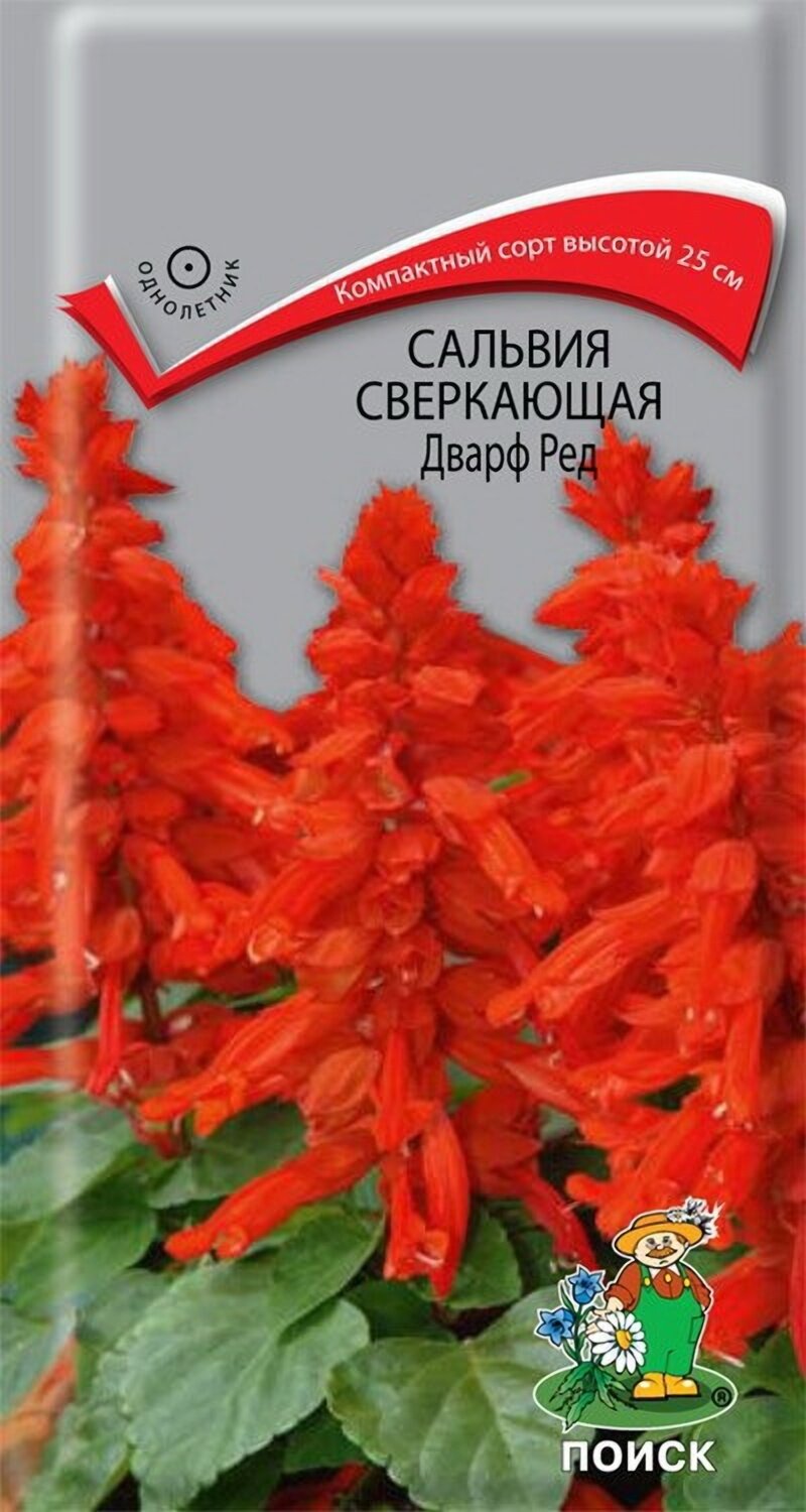 Семена цветов Поиск сальвия сверкающая Дварф Ред, для дачи, сада, огорода и на рассаду