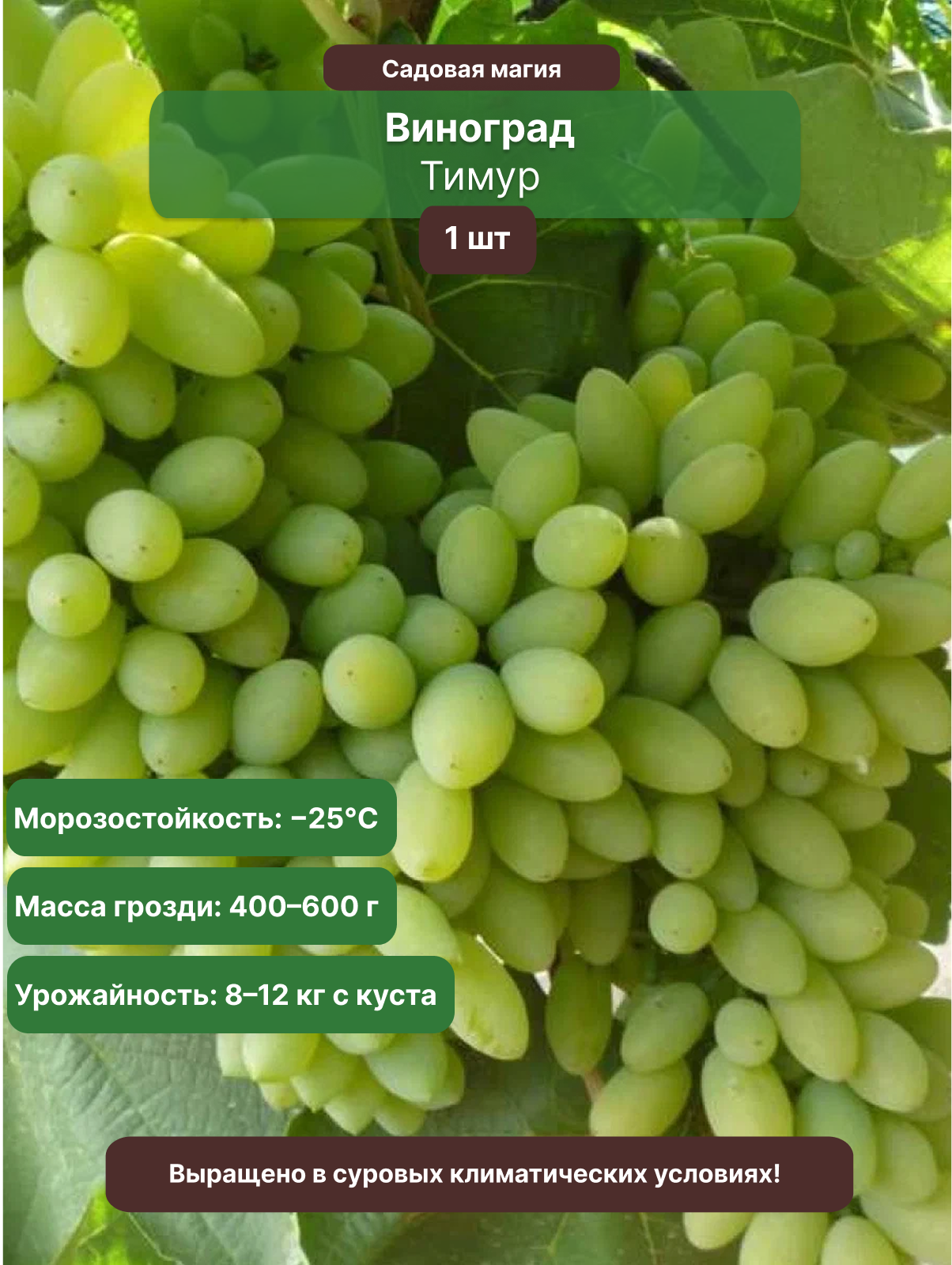 Виноград Тимур 1 шт / многолетний, раннеспелый, морозостойкий сорт