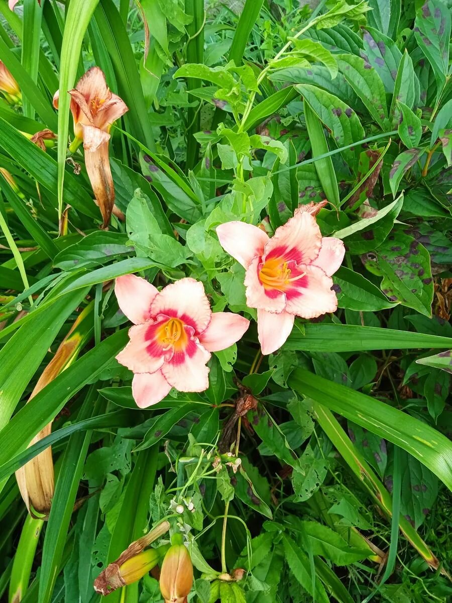 Лилейник Дженис Браун