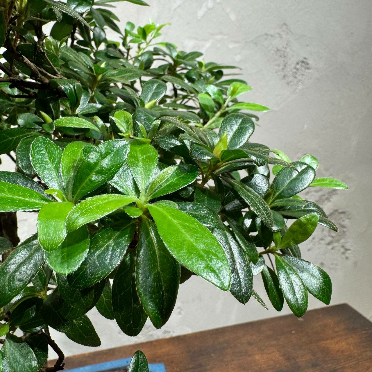 Цветущее комнатное растение Бонсай Азалия "Искусство Бонсай"