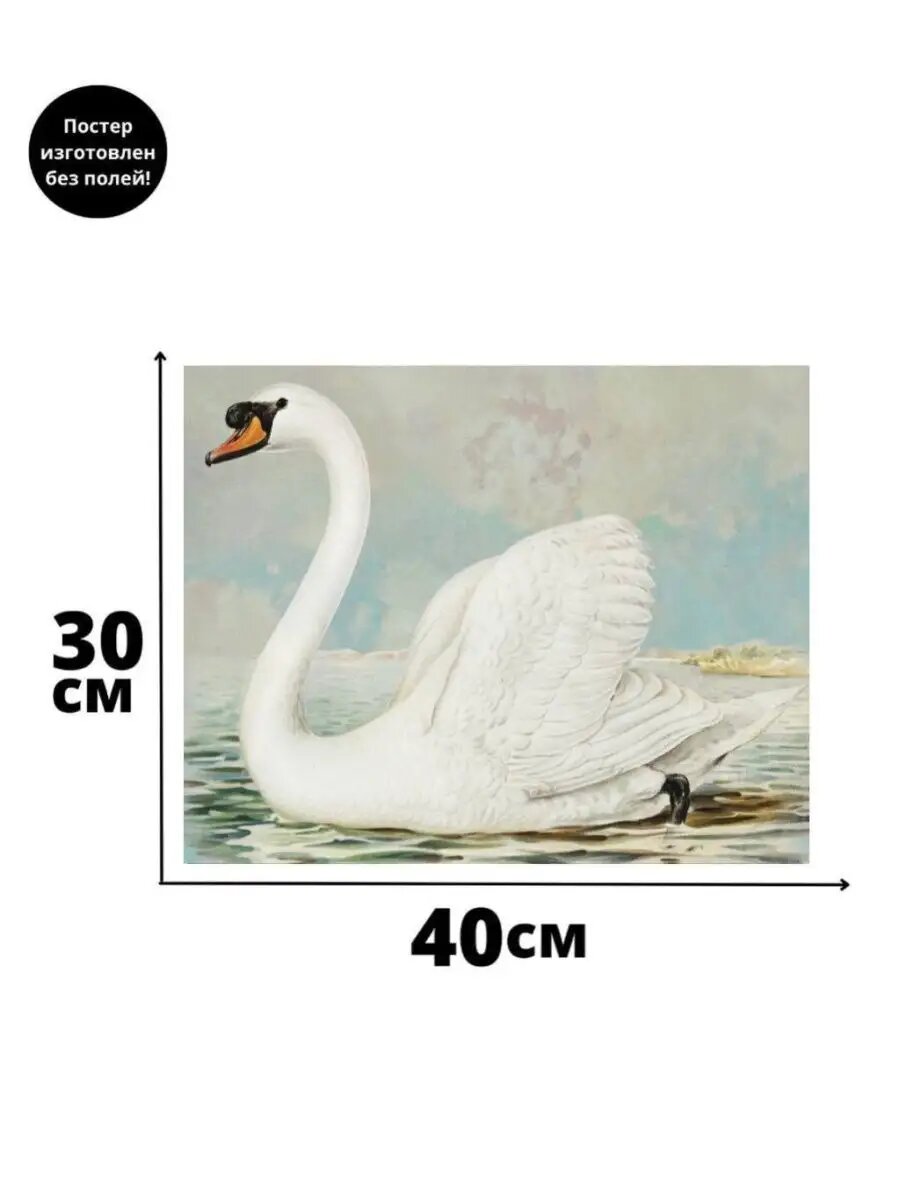 Постер (плакат) Лебедь, 40 x 30 см, материал бумага, без рамы