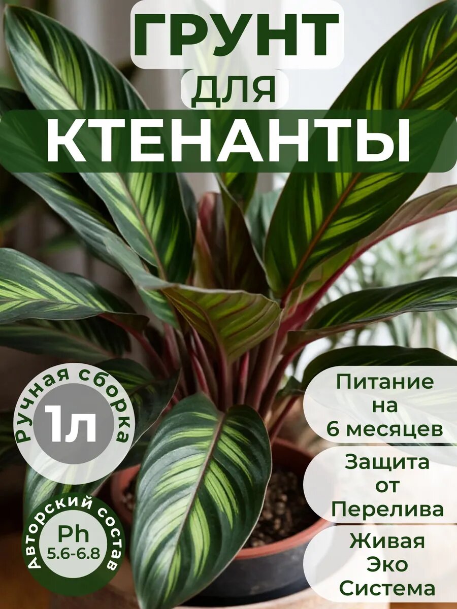 Готовый авторский грунт для Ктенанты премиум 1л