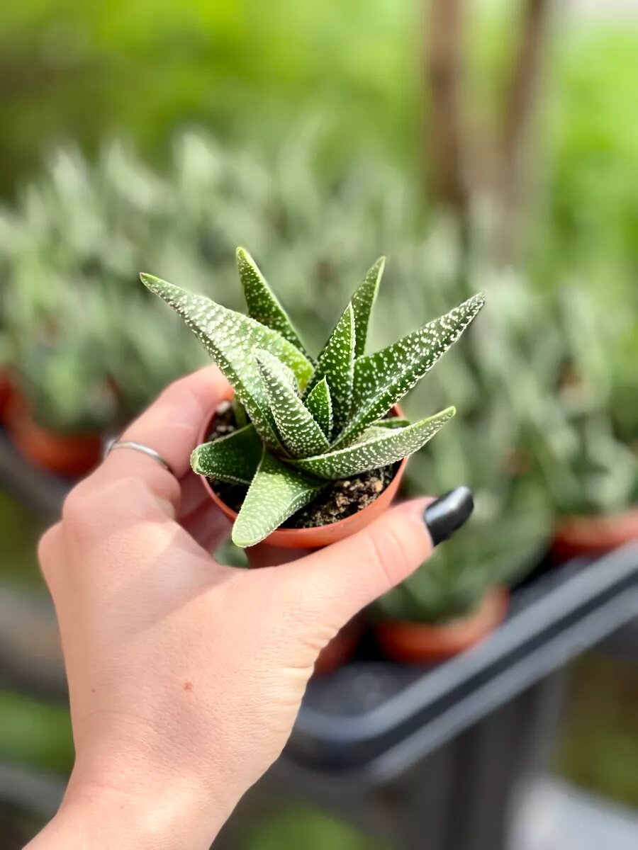 Хавортия Жемчужная Мэджик (Haworthia Margaritifera Magic) D5см, суккулент в горшке