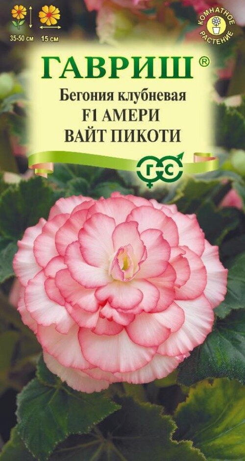 Семена бегонии Гавриш Амери вайт пикоти, многолетняя, 4 шт