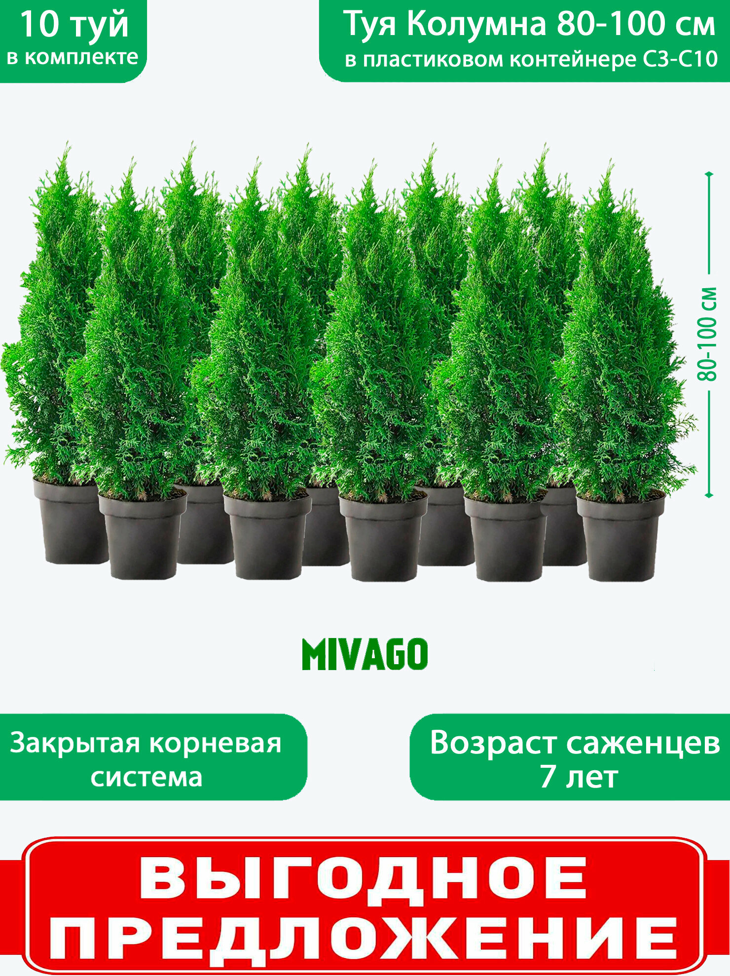 Туя западная Колумна 80-100 см, в пластиковом контейнере 3 л. - 10 саженцев