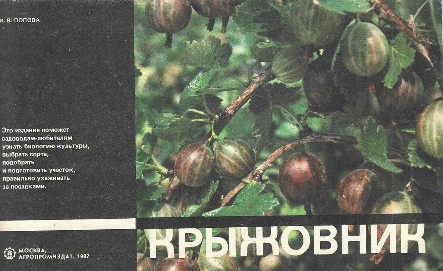 Крыжовник