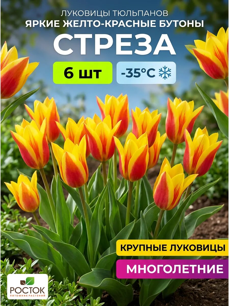 Тюльпаны луковицы многолетние Стреза