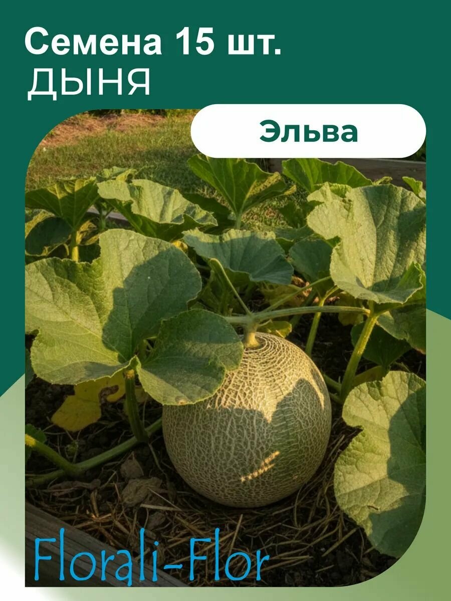 Дыня Семена