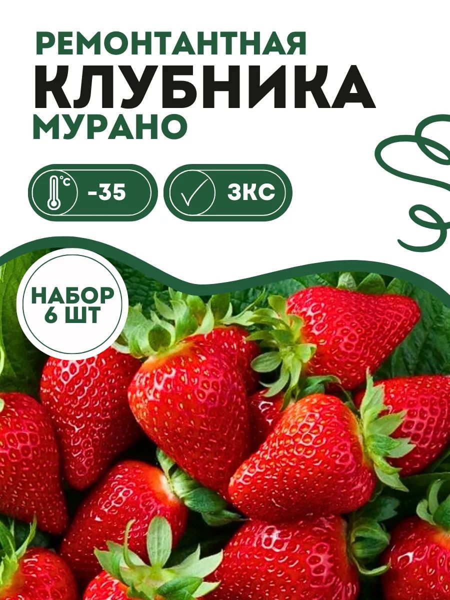 Саженцы клубники Мурано в кассете 6 шт. Идеально для вашего сада!