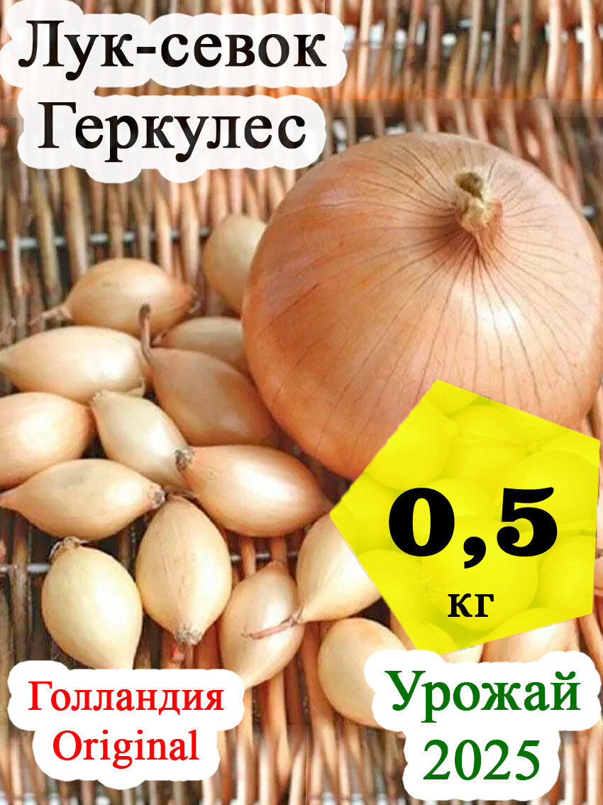 Лук севок Геркулес 0,5 кг Голландия на посадку весной