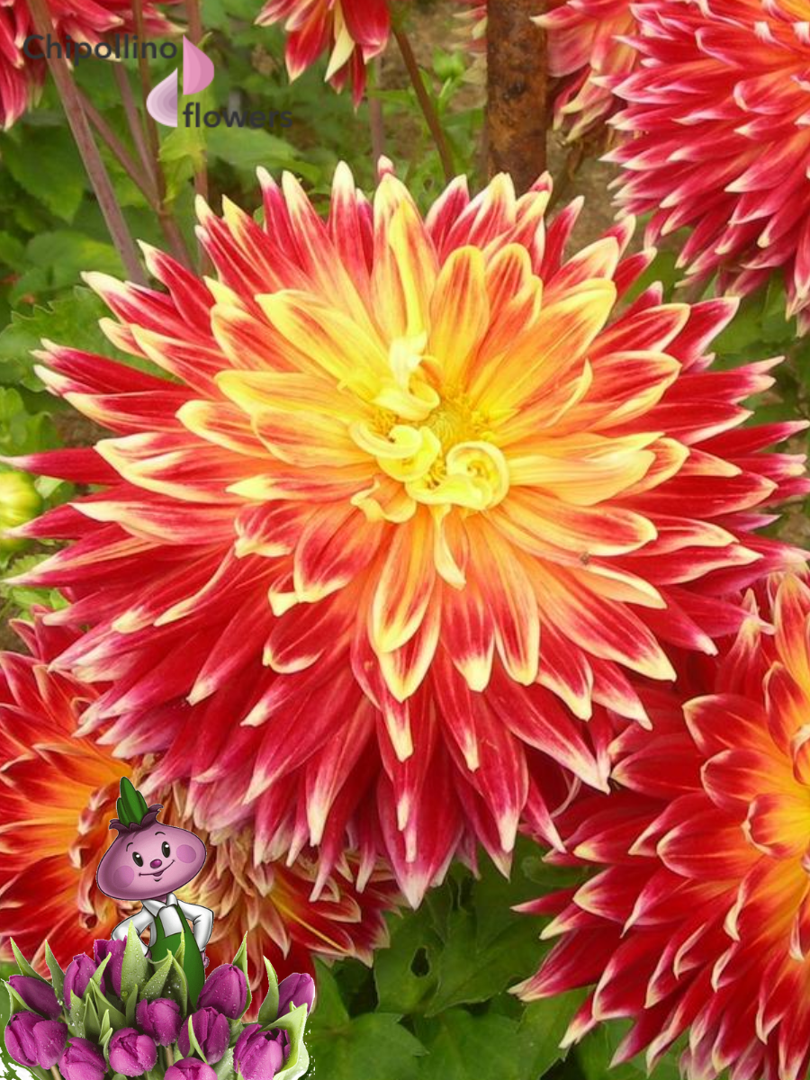 Клубни цветов, chipollino flowers, Георгина AKITA (1 клубень )