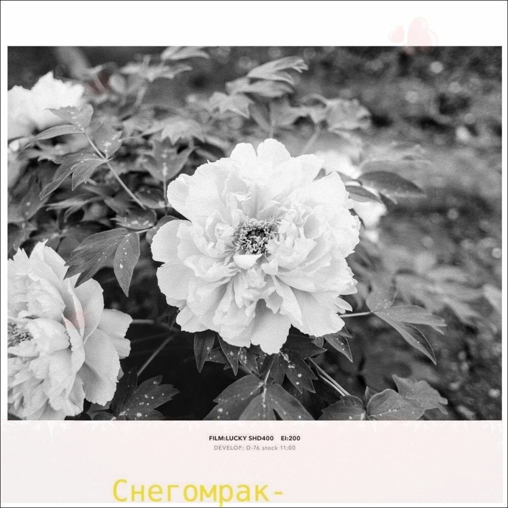 Фотопленка Lucky 400 120 для фотоаппарата