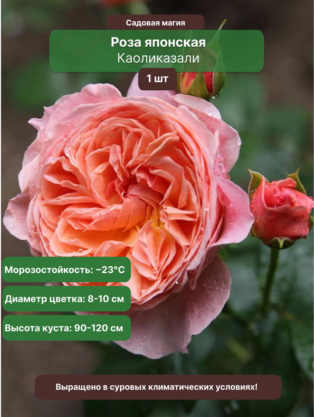 Роза "Каоликазали", японская, ЗКС, 30-40см, красная/белая, многолетняя