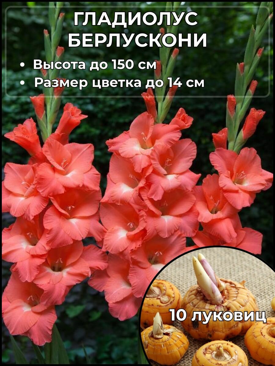 Гладиолус Белрускони, луковицы 10 штук