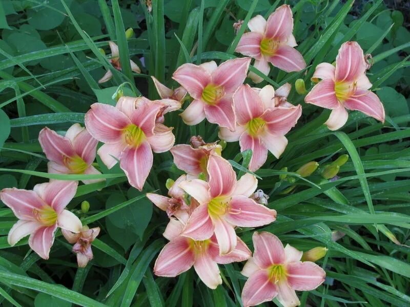 Лилейник Бали Хай