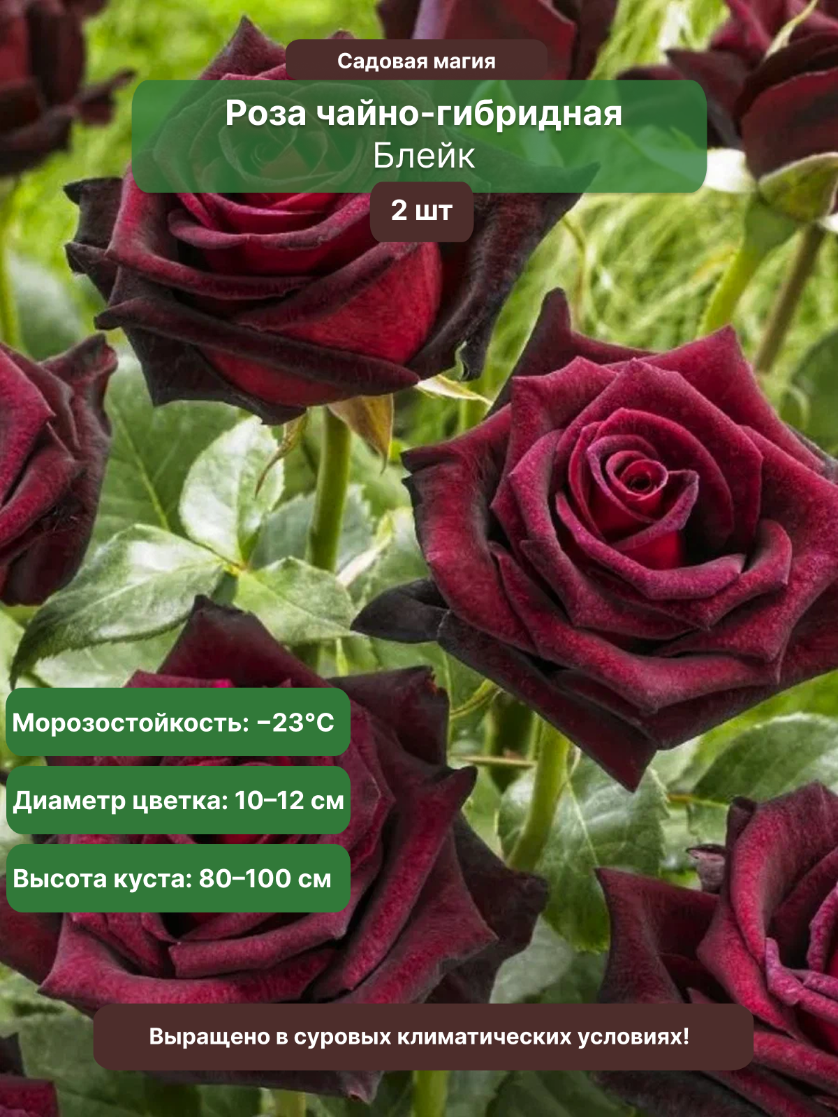 Роза Блейк, чайно-гибридный сорт, ЗКС, высота растения 30 см, 2 шт.