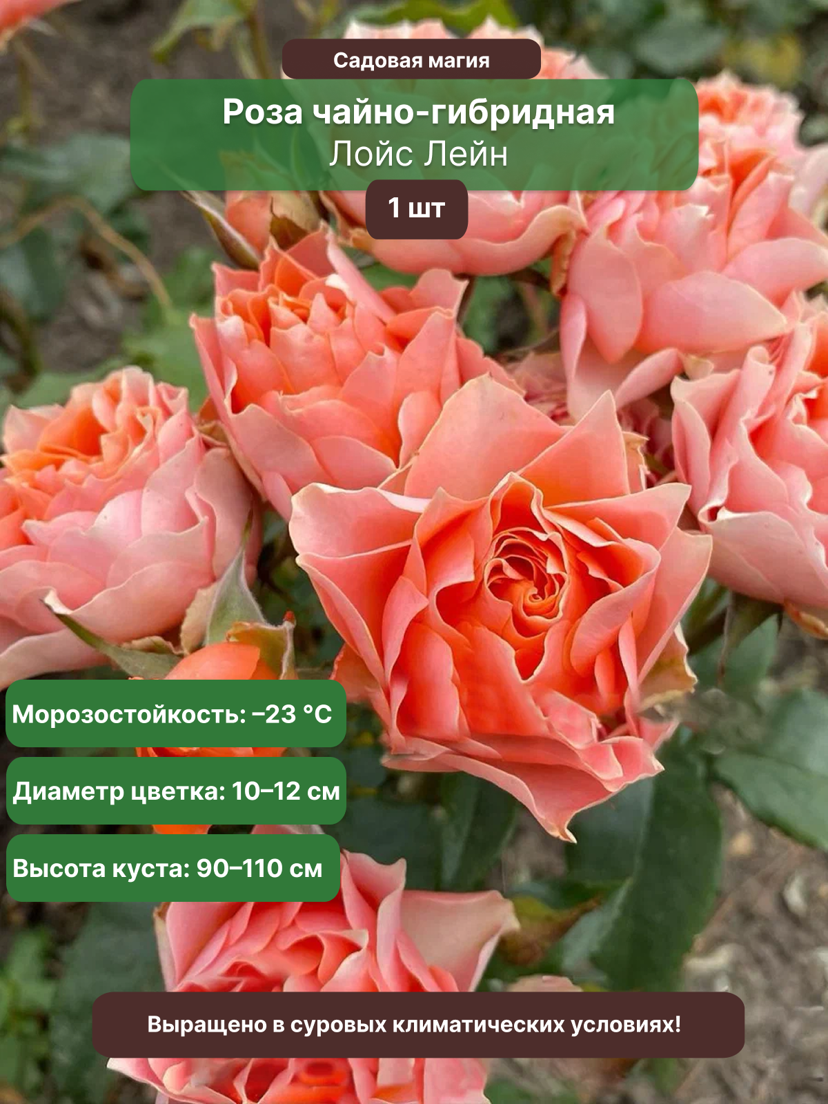 Роза чайно-гибридная "Лойс Лейн", 1 саж многолетняя, 1,5 года, 30-50см,