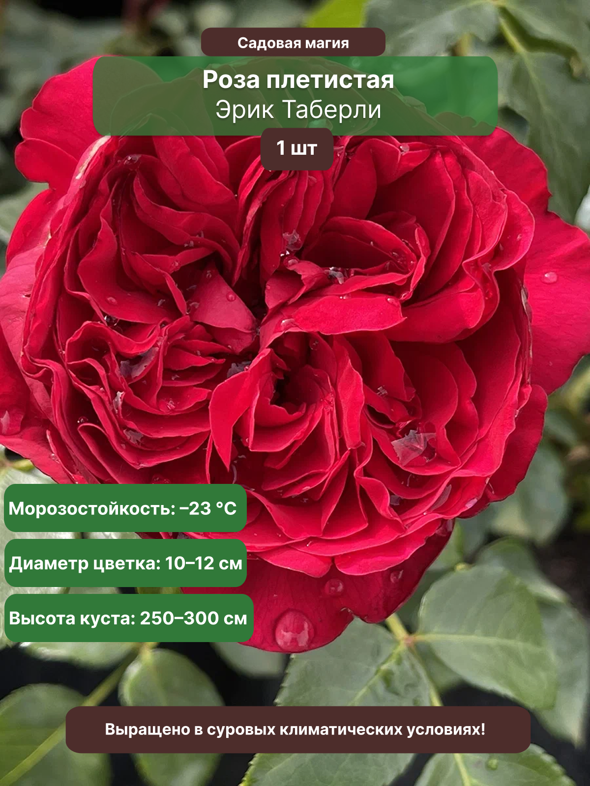 Роза плетистая Эрик Таберли (Eric Tabarly) , 1 саж , многолетняя , малиновая