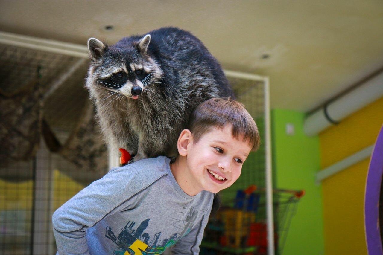 Подарочный сертификат «Планета енотов» (30 минут будний день, 1 человек)