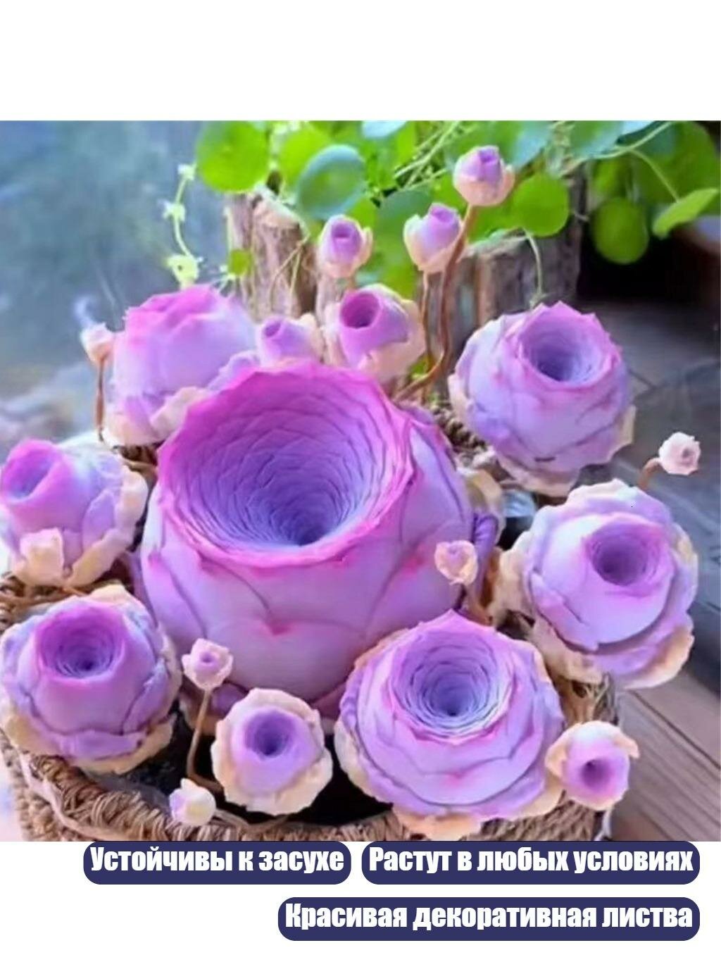 Горная роза — суккулентный саженец, Фиолетовая роза 500