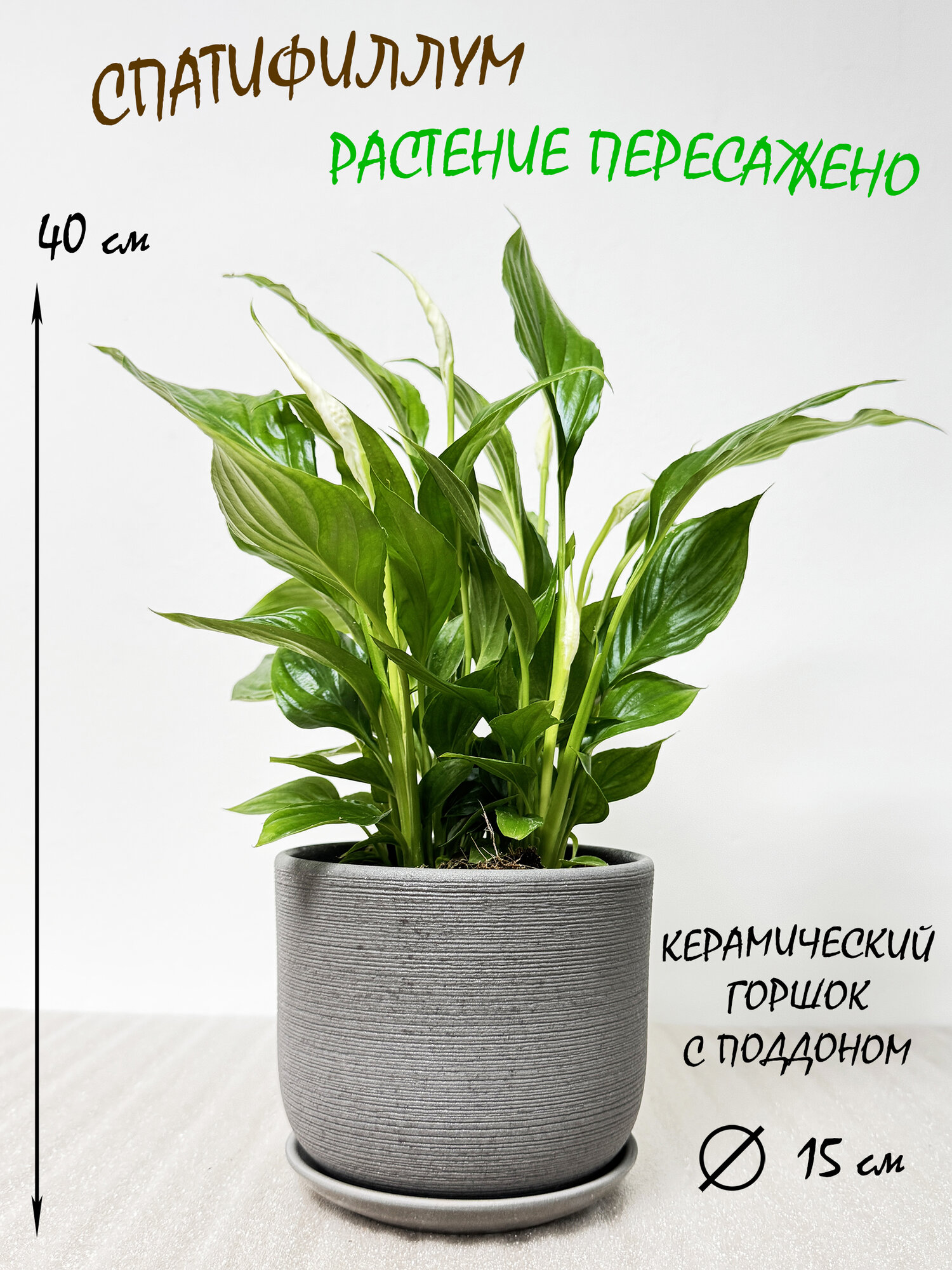Спатифиллум в сером керамическом горшке с поддоном, высота 35-40см