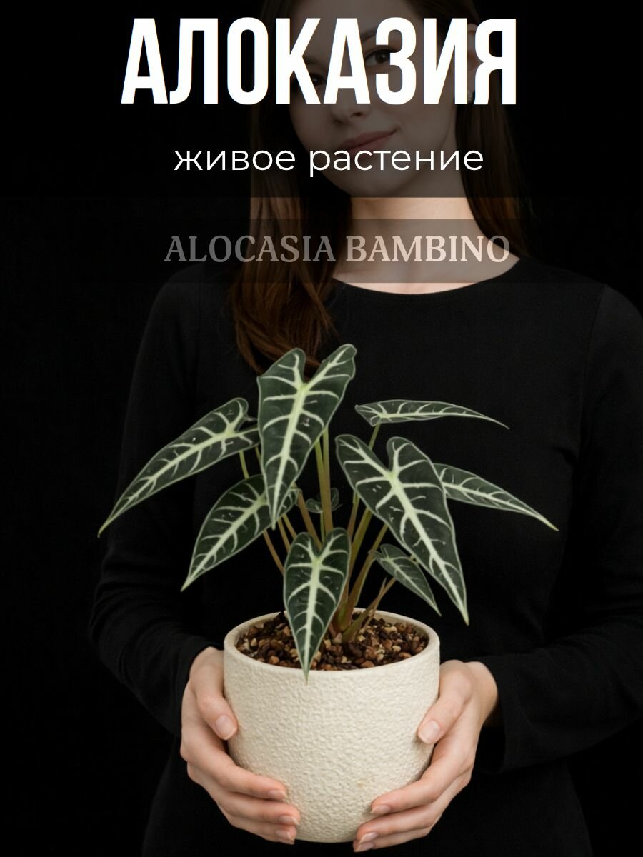 Алоказия Амазаника Бамбино (Alocasia Amazonica Bambino) D9см, комнатный цветок