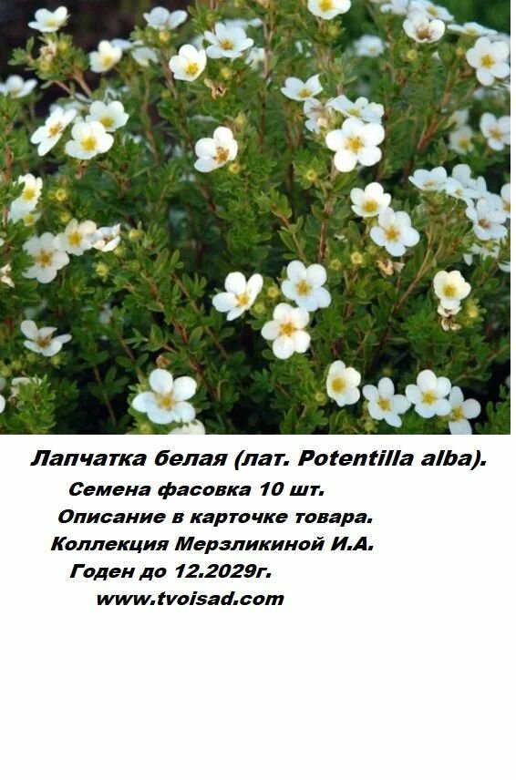 Лапчатка белая (лат. Potentilla alba) семена
