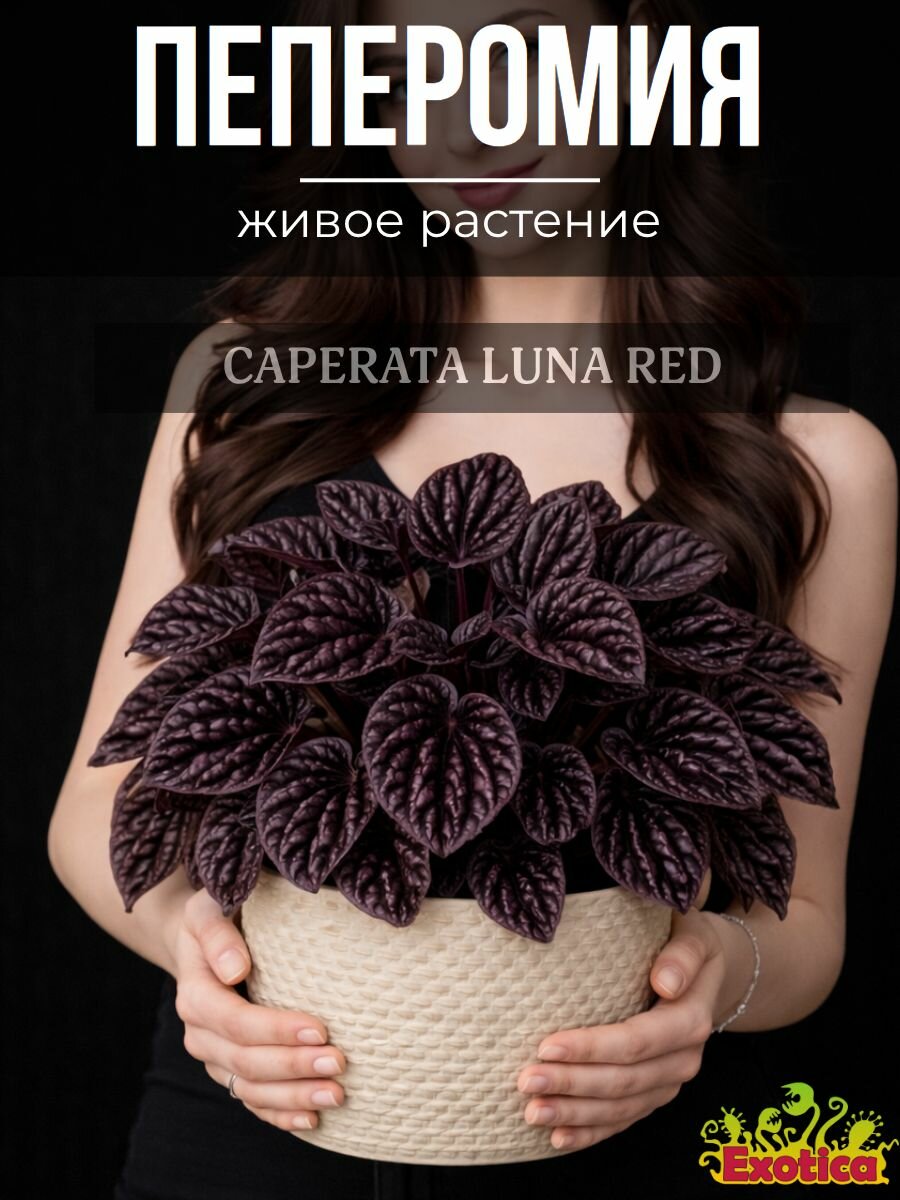 Пеперомия Каперата Ред Луна (Peperomia Caperata Luna Red) D5см, живое растение