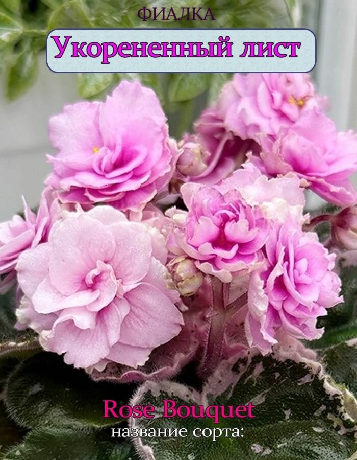 Фиалка живая комнатная сорт Rose Bouquet (укорененный лист) 1 штука