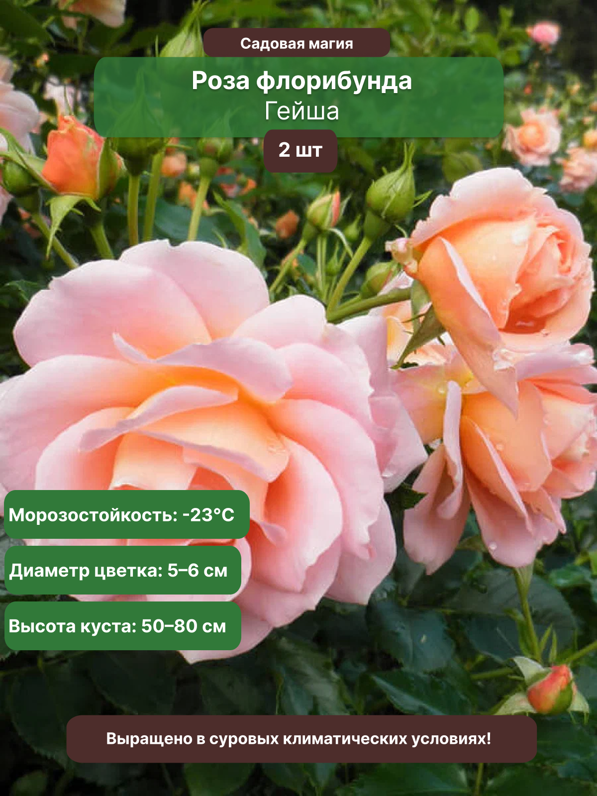 Роза флорибунда "Гейша", посадка с апреля по сентябрь, высота 80 см, 2 шт.