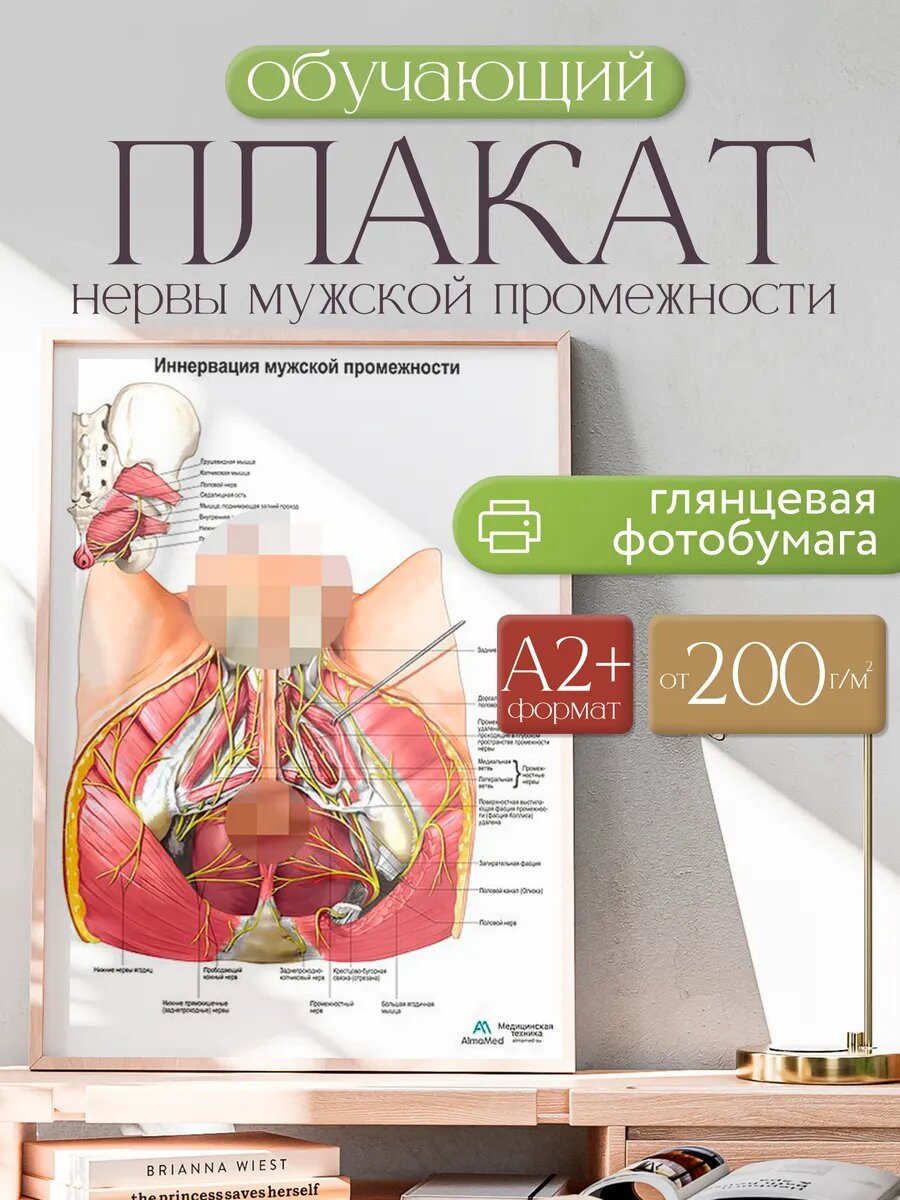 Нервы мужской промежности, плакат глянцевый А2+, плотная фотобумага от 200г/м2