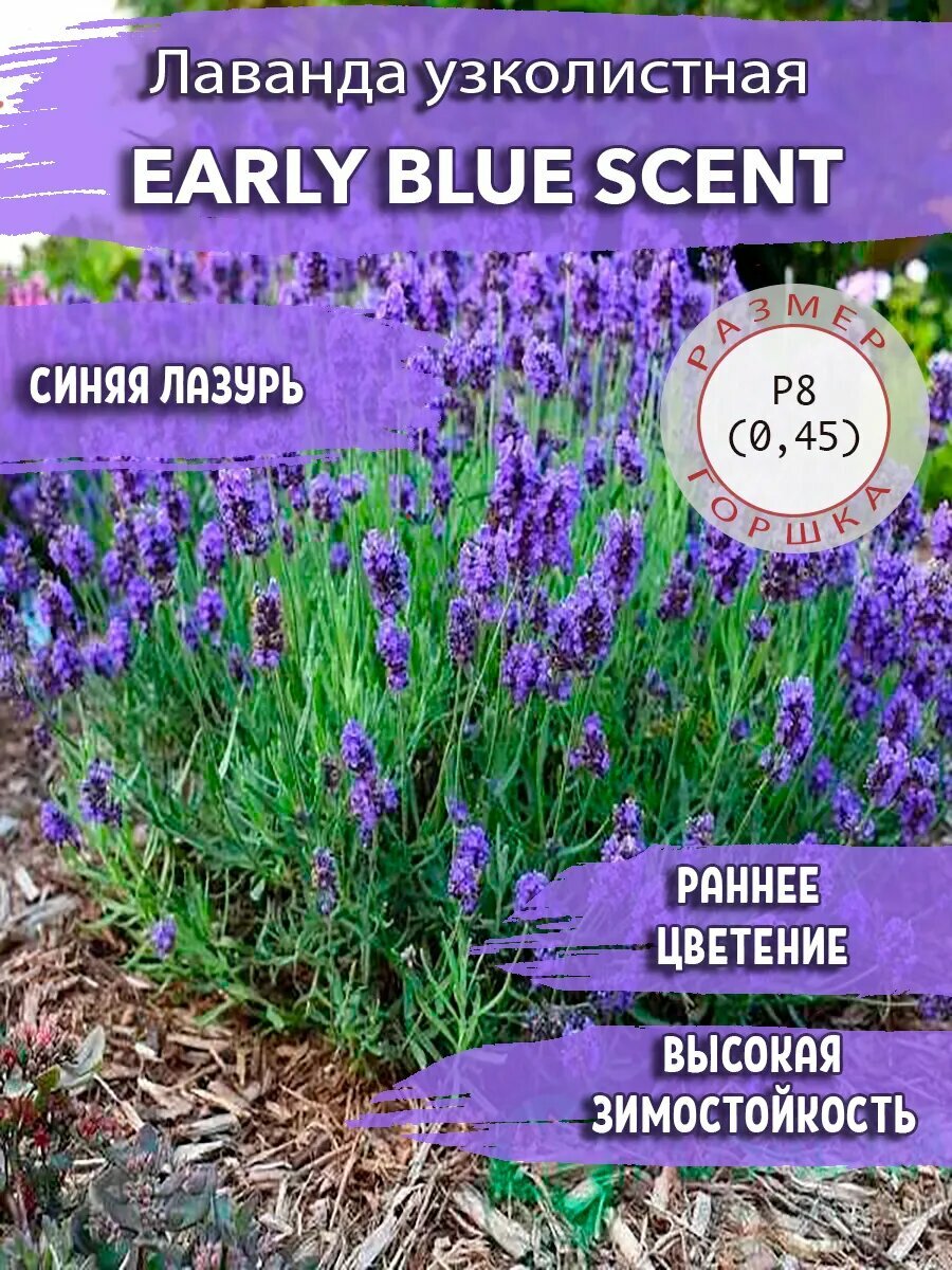Лаванда узколистная Early Blue Scent