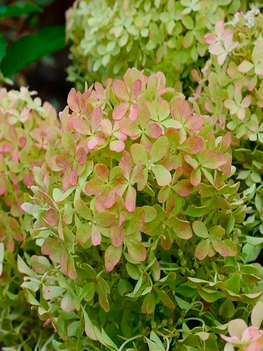 Гортензия метельчатая Садовые Растения "Magical Lime Sparkle", лайм, высота 120см