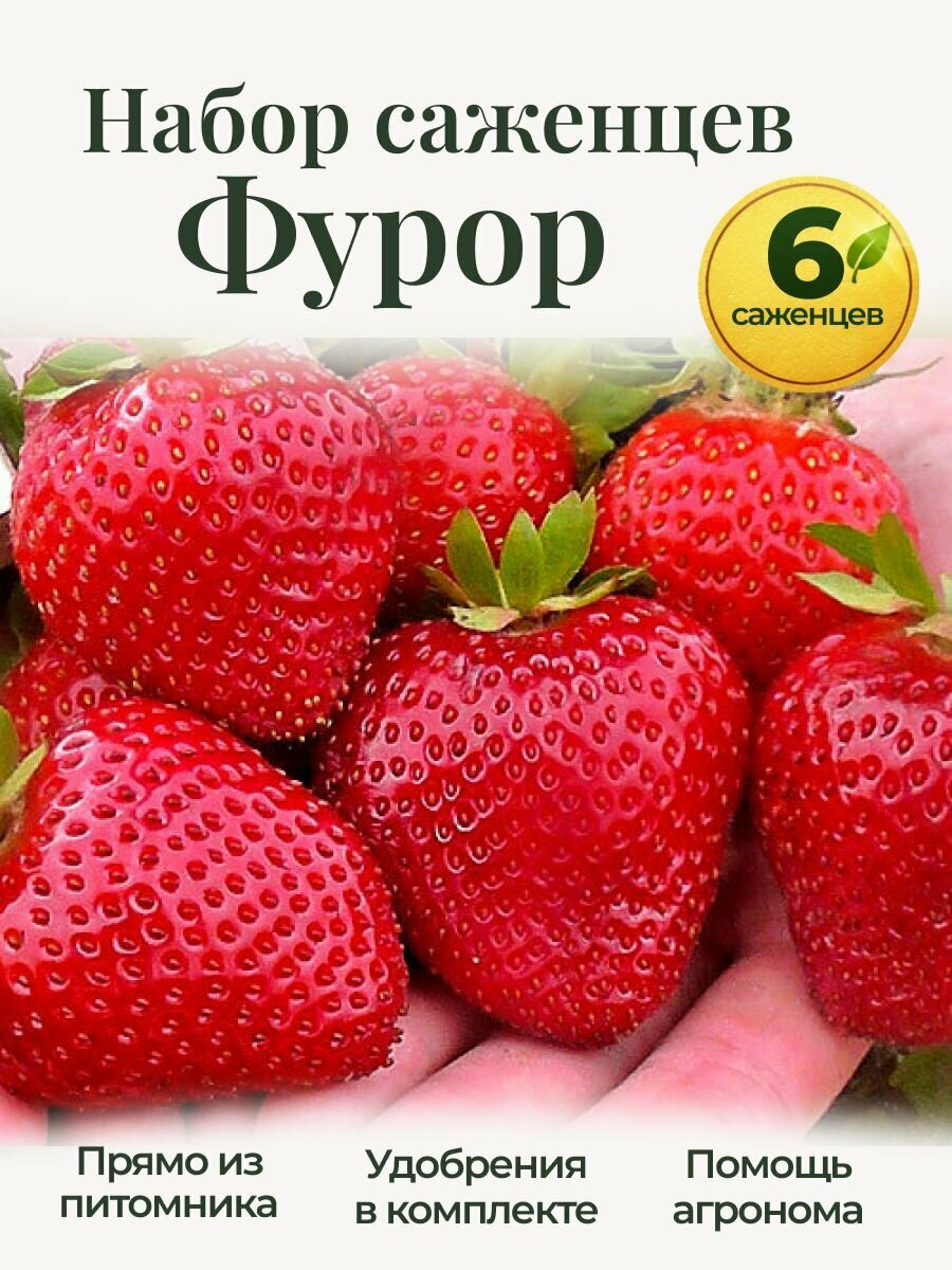 Саженцы клубники Фурор, ремонтантная, 6 шт