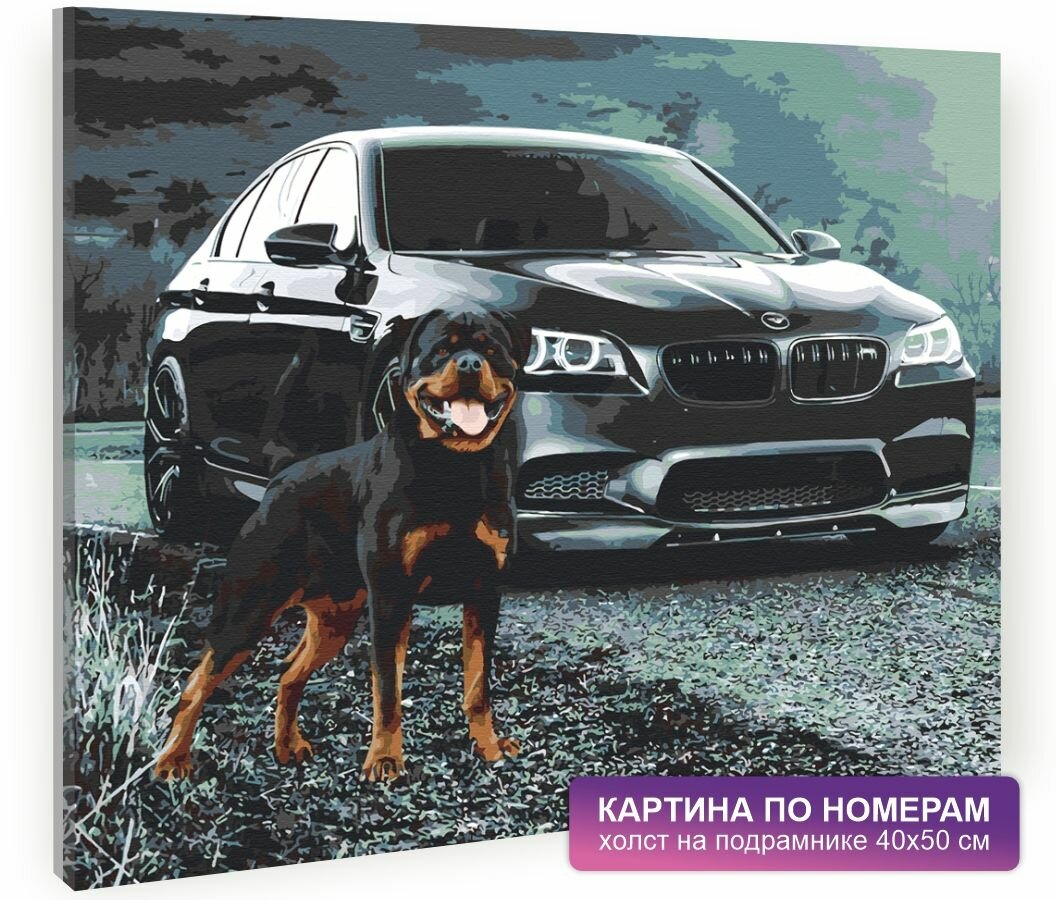 Картина по номерам на холсте с подрамником 40х50 см. Природа, животные, рыбы, птицы. Собаки, щенки. "BMW и ротвейлер", арт. 4321/
