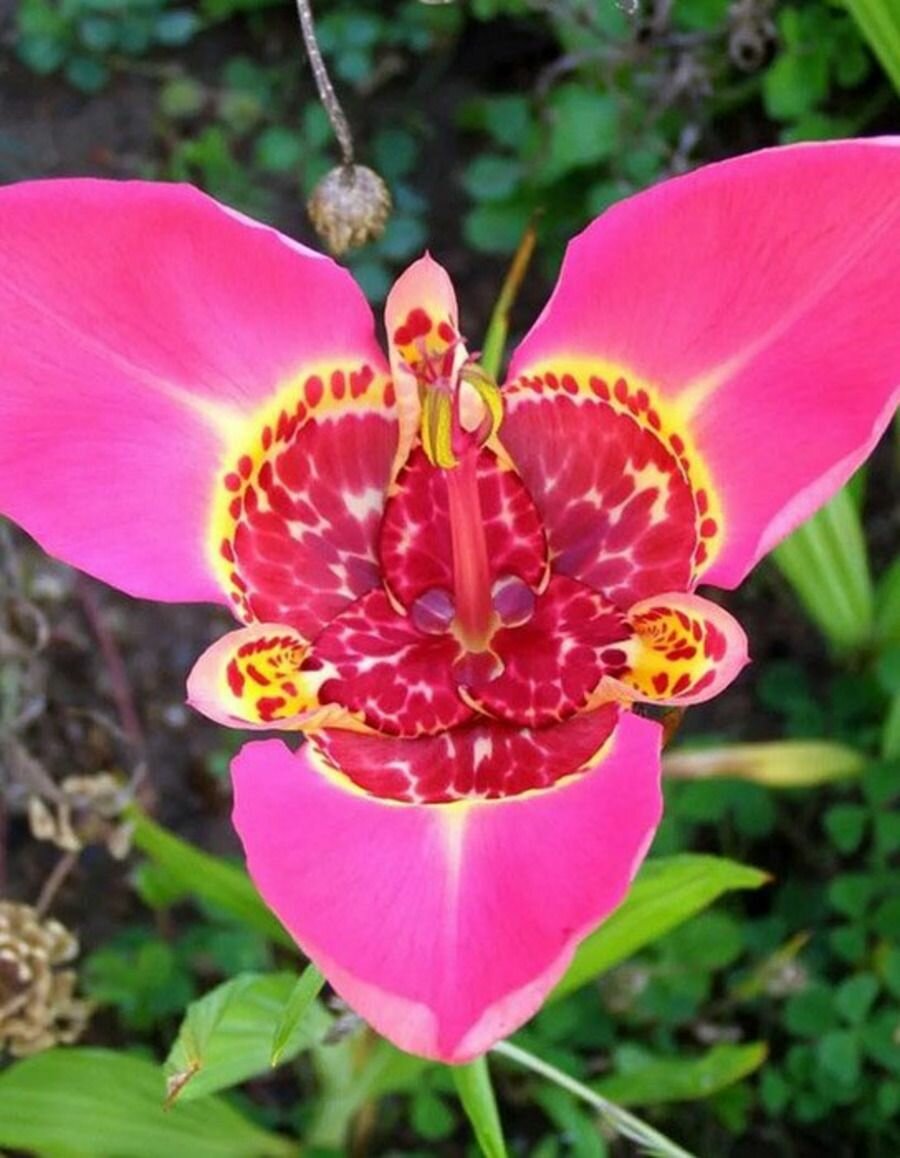Тигридия Holland Bulb Market Лилак, многолетник, высота 60 см, цвет ярко-розовый