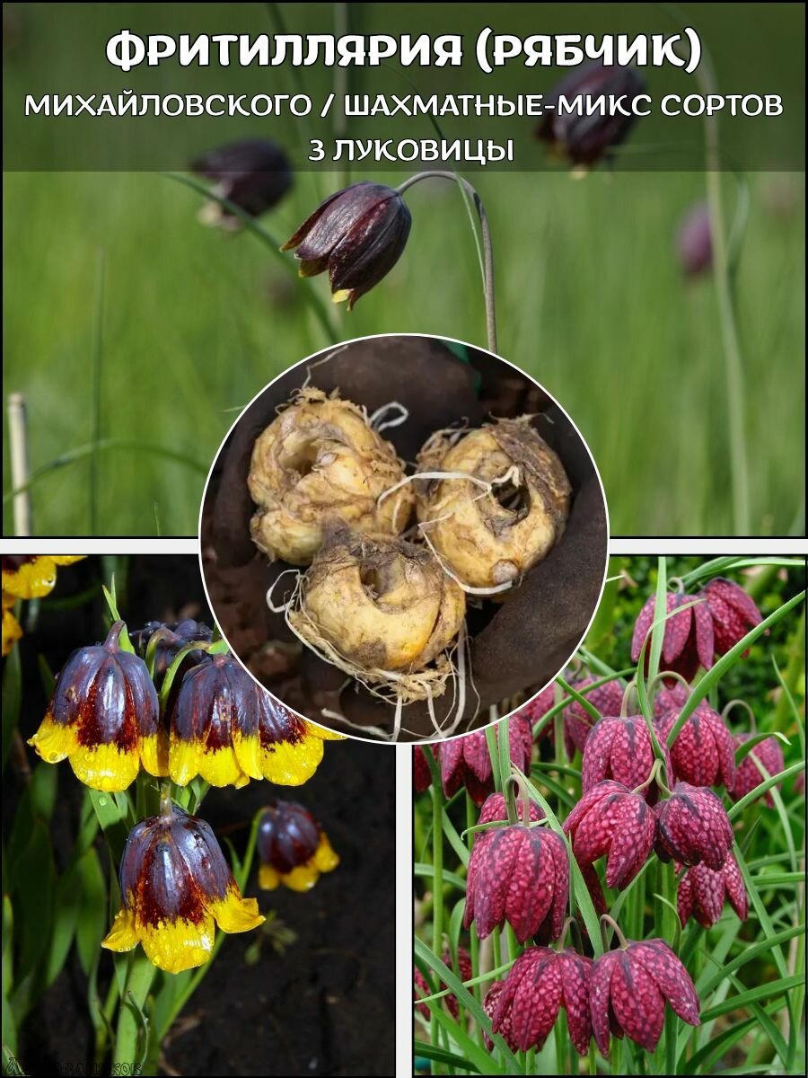 Фритиллярия (Рябчик) , микс из 3 сортов, луковицы 3 штуки