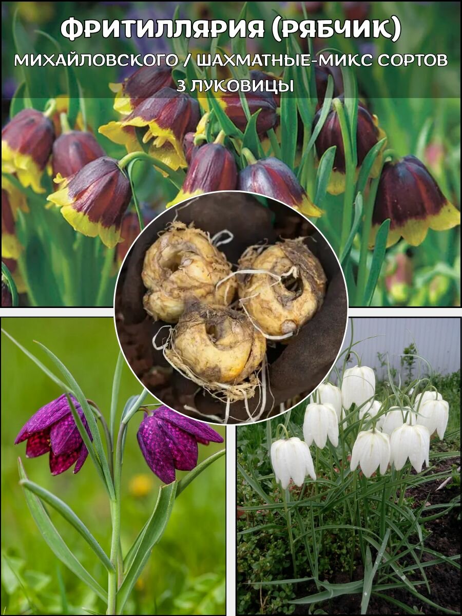 Фритиллярия (Рябчик) , микс из 3 сортов, луковицы 3 штуки