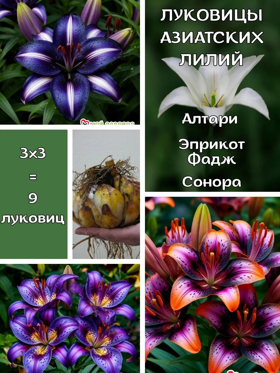 Азиатские лилии, сет из 3 сортов, луковицы 9 штук