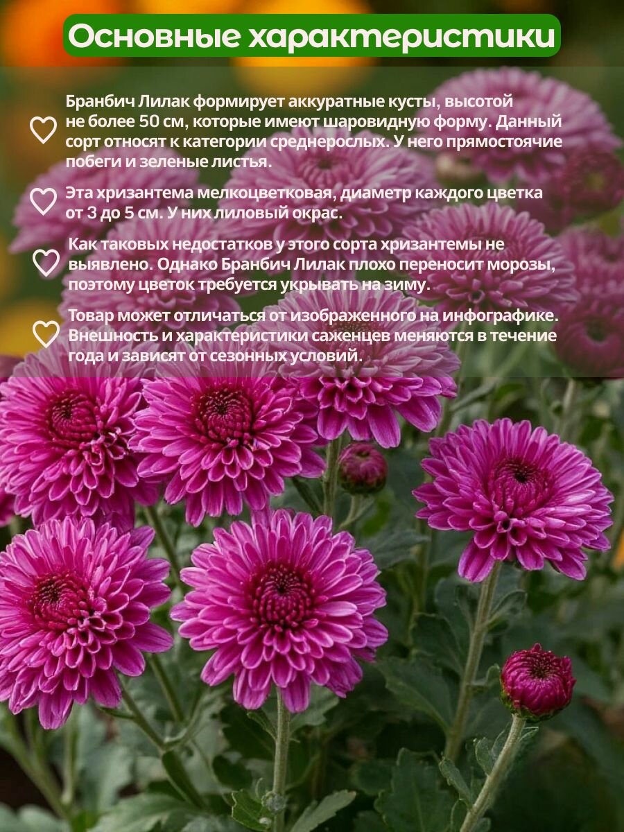 Хризантема Мультифлора Бранбич Лилак — фото 1