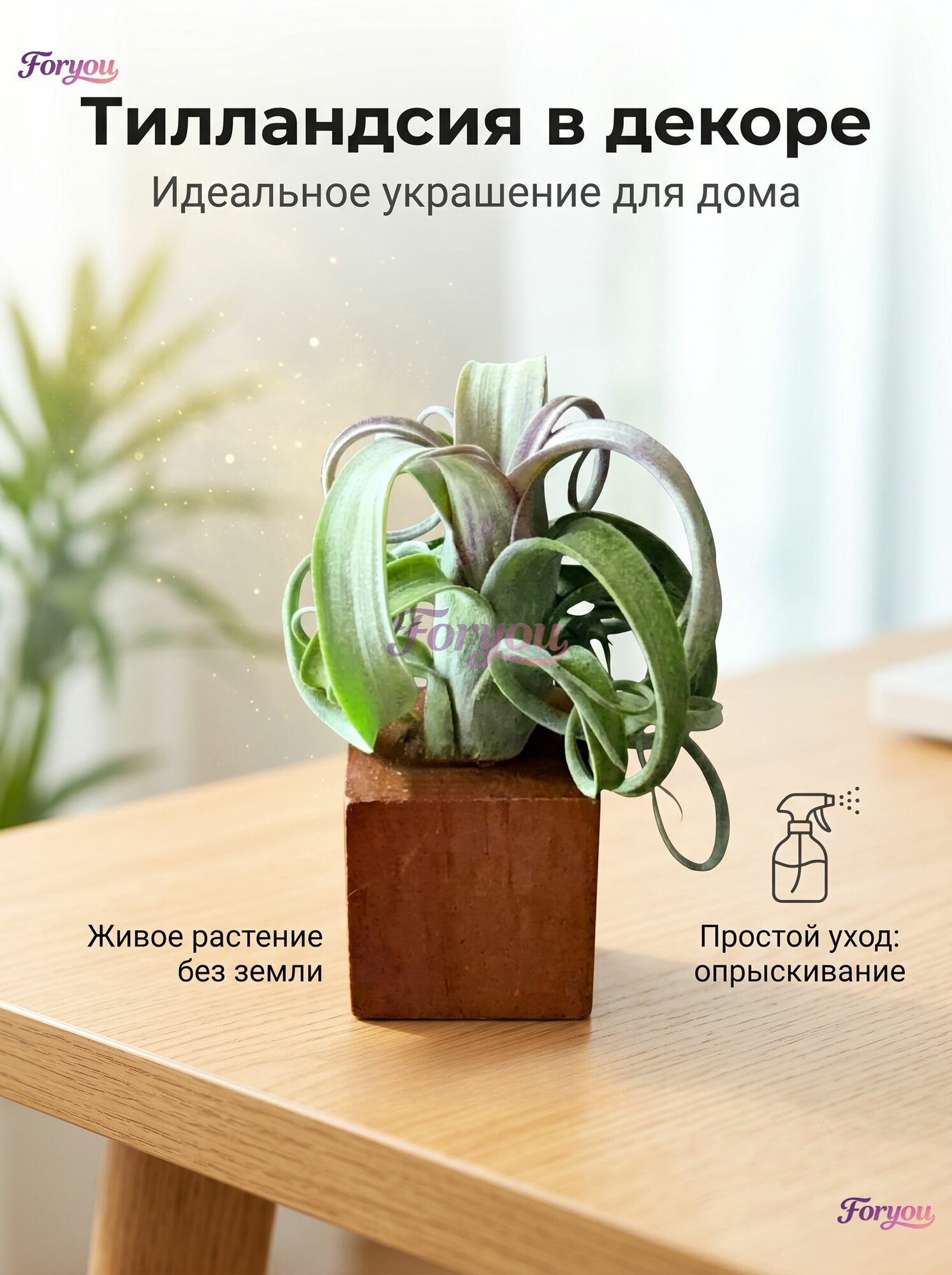 Воздушные тилландсии для дома: неприхотливые растения очищающие воздух Fou you