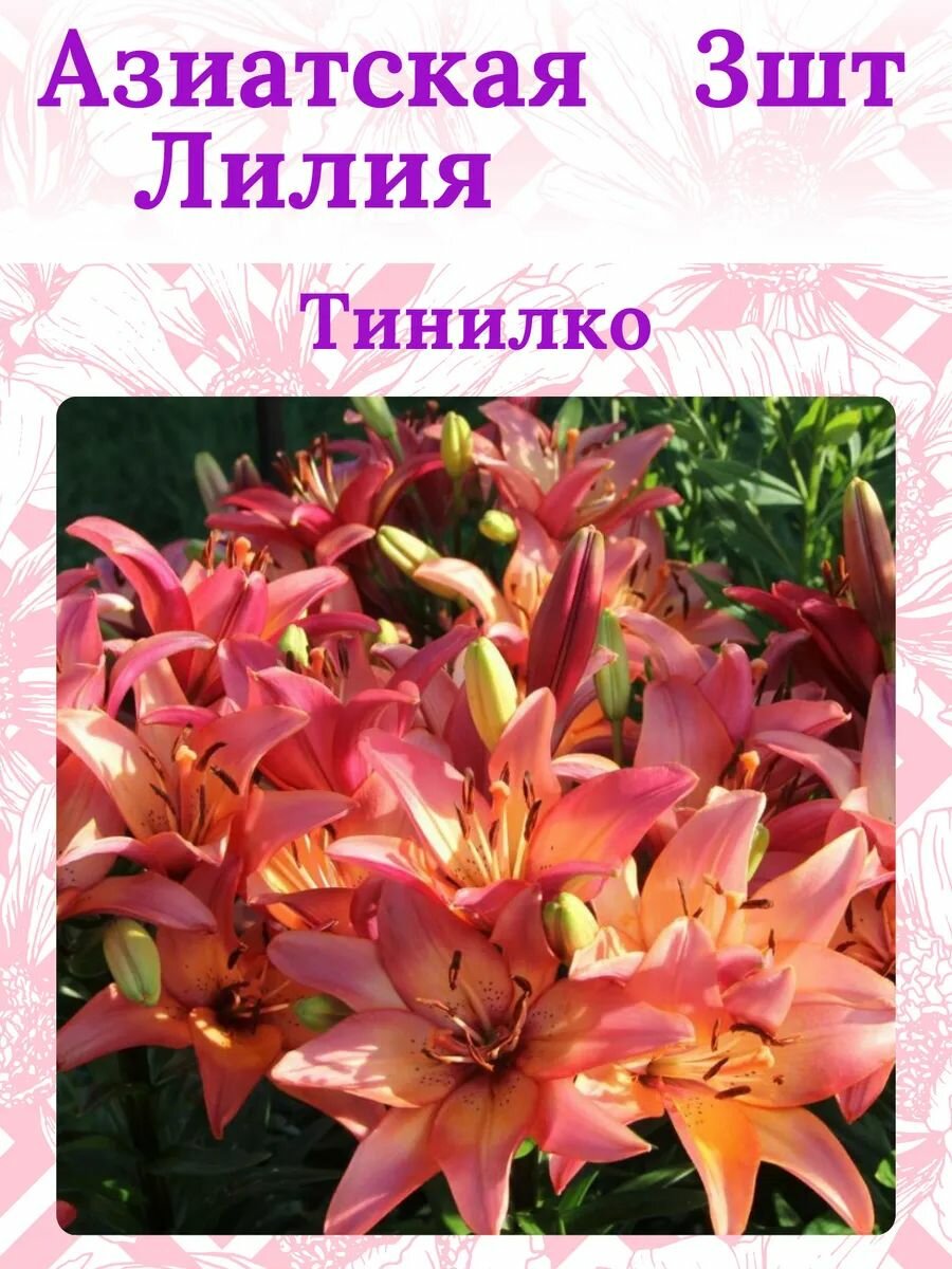 Луковицы лилии многолетние, новые популярные сорта 3 штуки