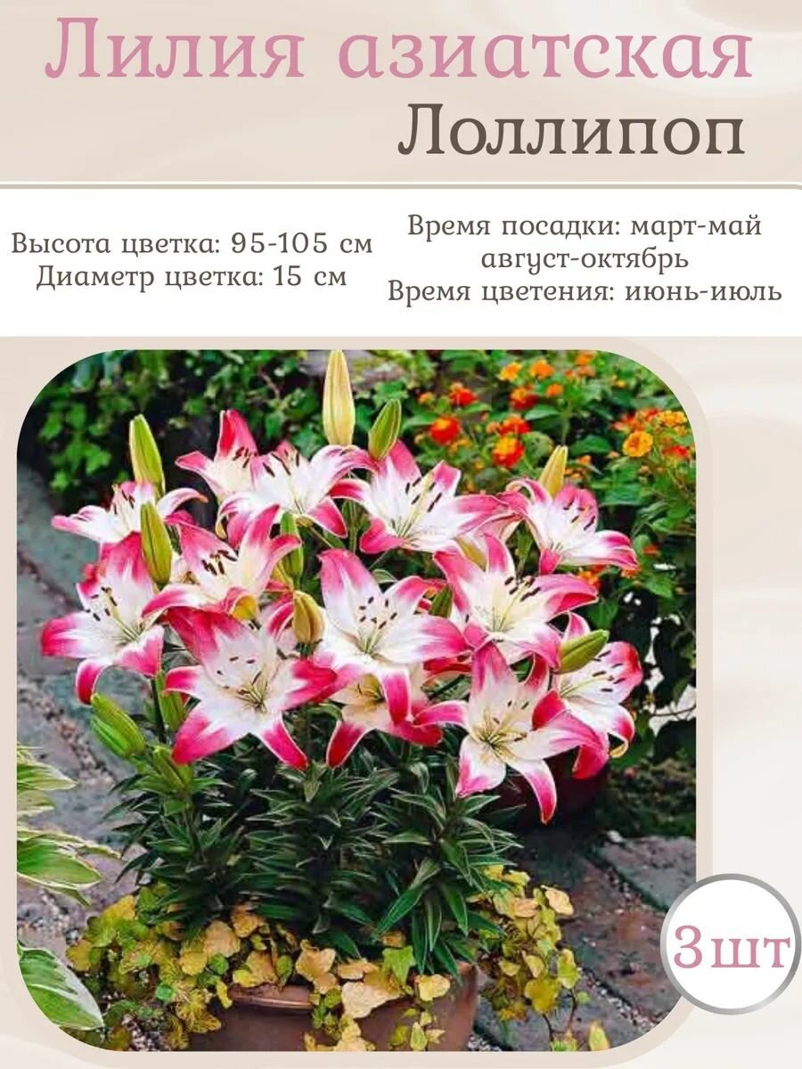 Луковицы лилии многолетние, новые популярные сорта 3 штуки
