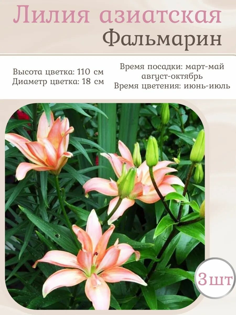Луковицы лилии многолетние, новые популярные сорта 3 штуки