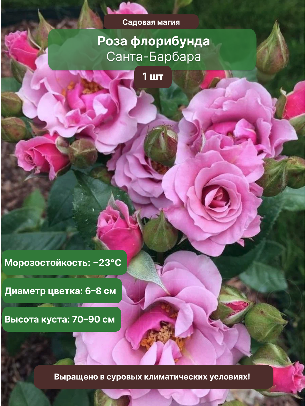 Роза "Санта-Барбара", сорт Флорибунда, 1 саж, розовая, многолетняя, 30 см