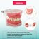 Стоматологические модели YOYADENT teeth model