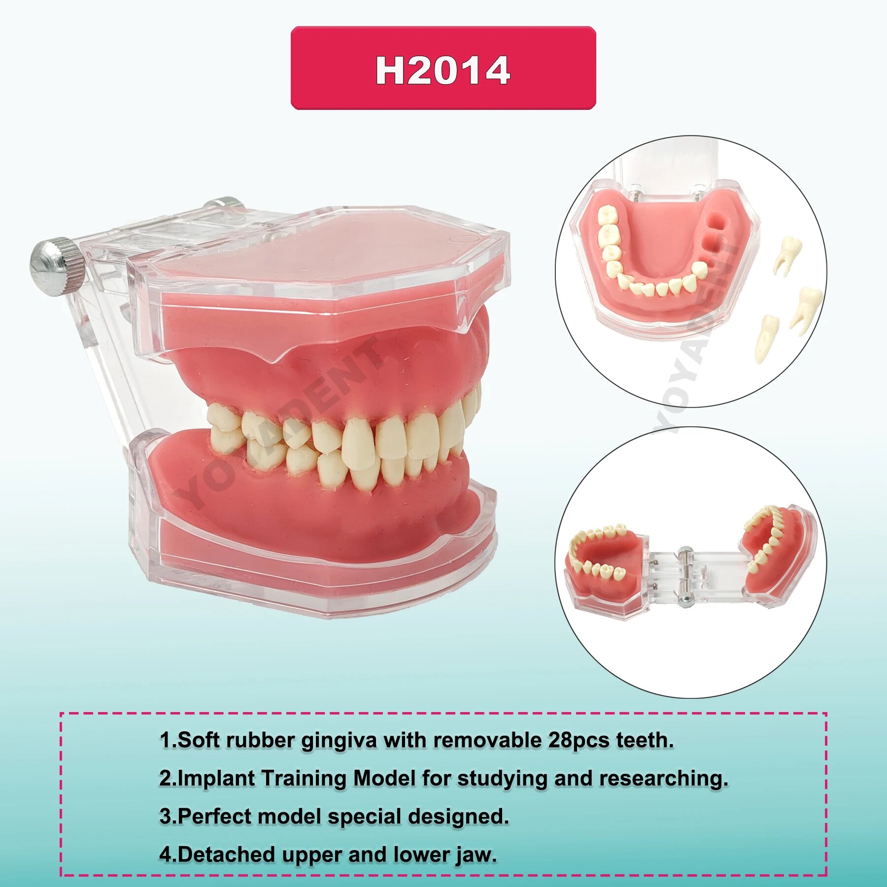 Стоматологические модели YOYADENT teeth model
