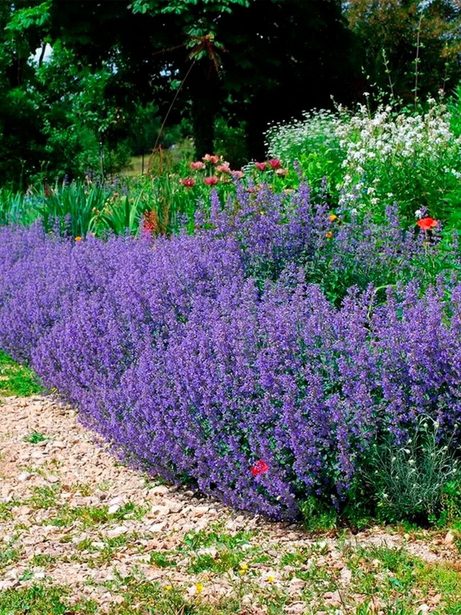 Котовник Фассена Six Hills Giant